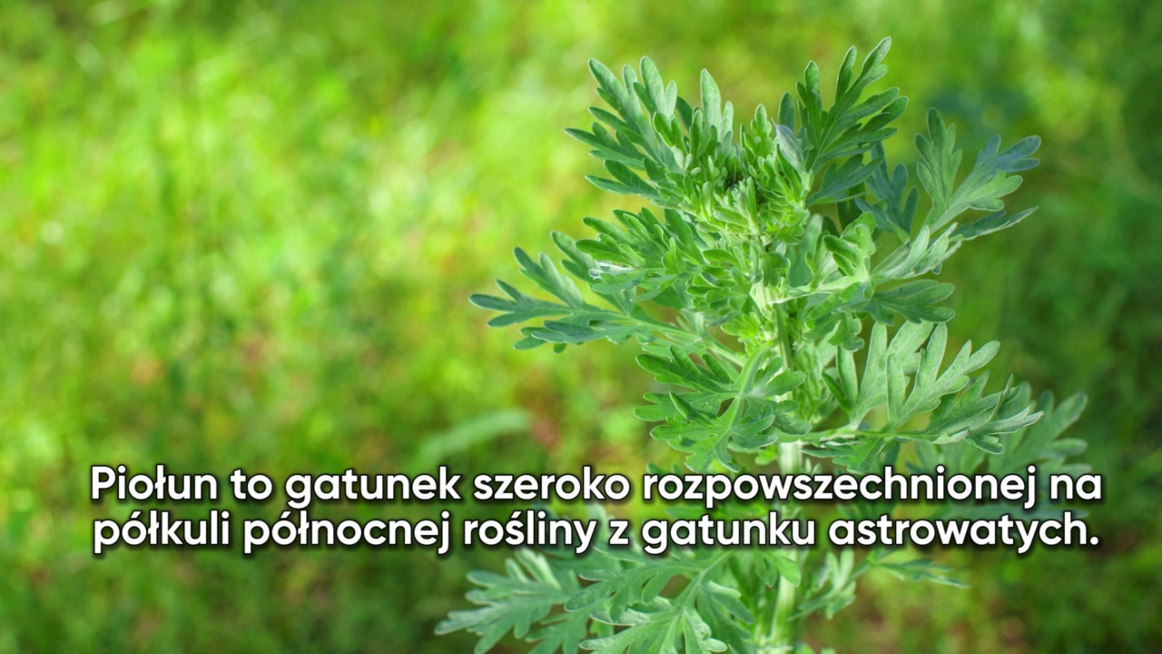 Piołun i jego właściwości