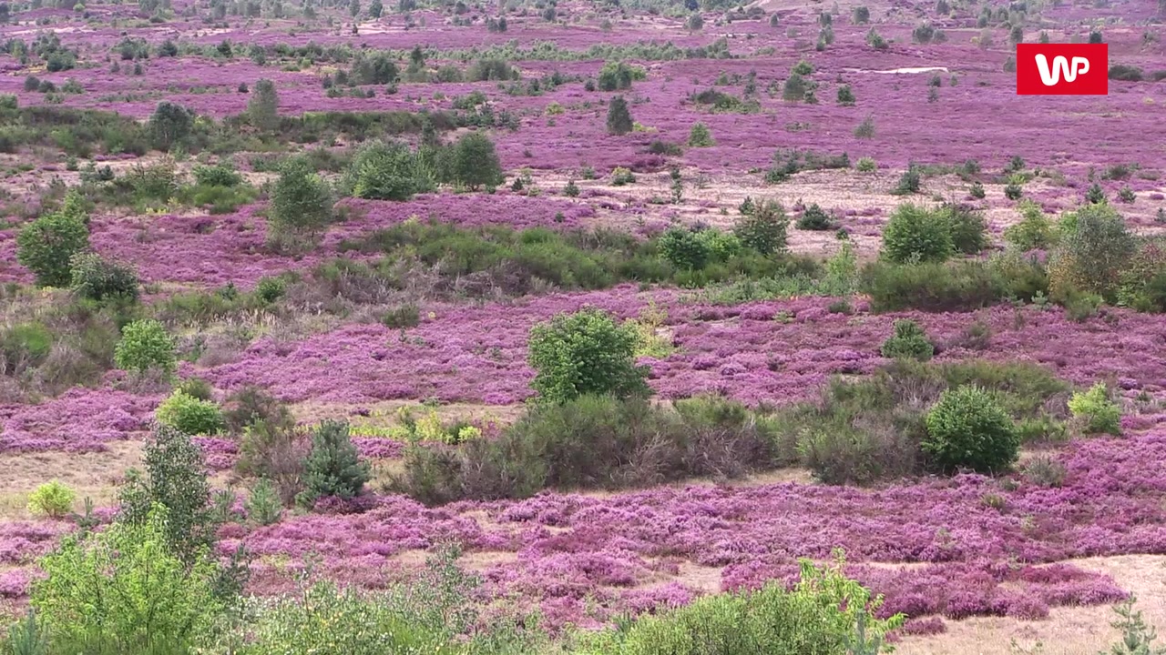 Miejsce jak z bajki. Piękne wrzosowiska w Okonku - WP Turystyka